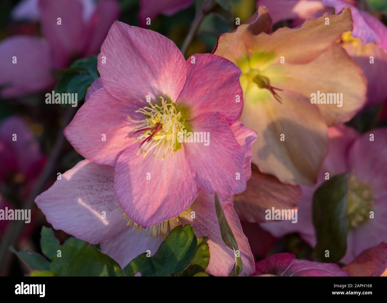 Wallbertons rosemary hi-res stock photography and images - Alamy