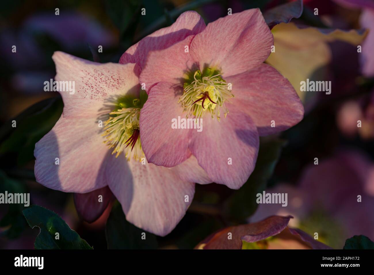 Wallbertons rosemary hi-res stock photography and images - Alamy