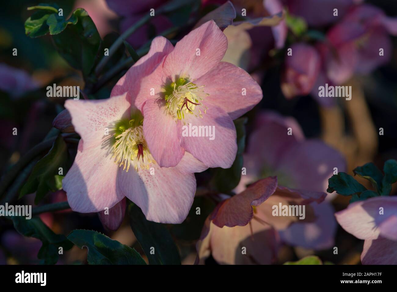 Wallbertons rosemary hi-res stock photography and images - Alamy