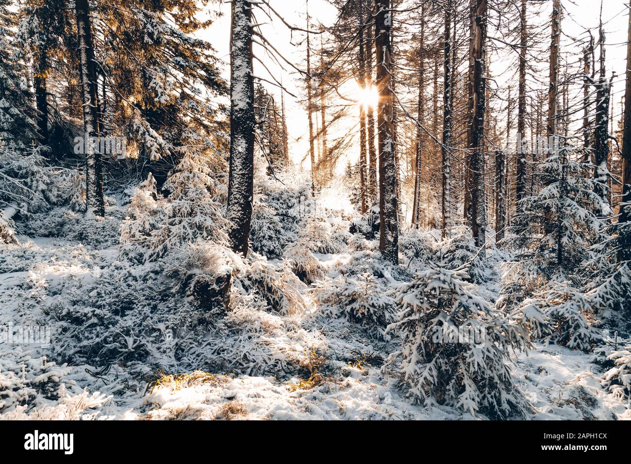 Snowy mountain birch forest hi-res stock photography and images - Alamy