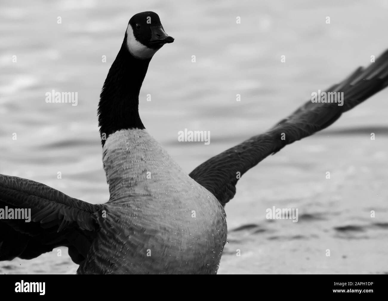 A black and white image of a Canada Goose rearing up on the water of ...