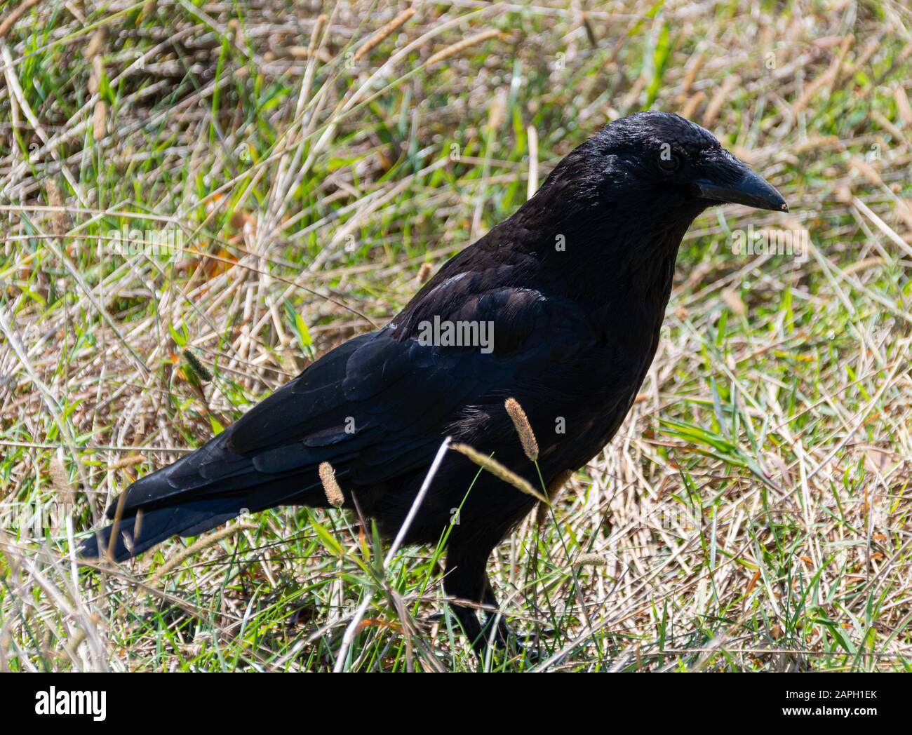 A Carrion Crow foraging for food in the grass Stock Photo - Alamy