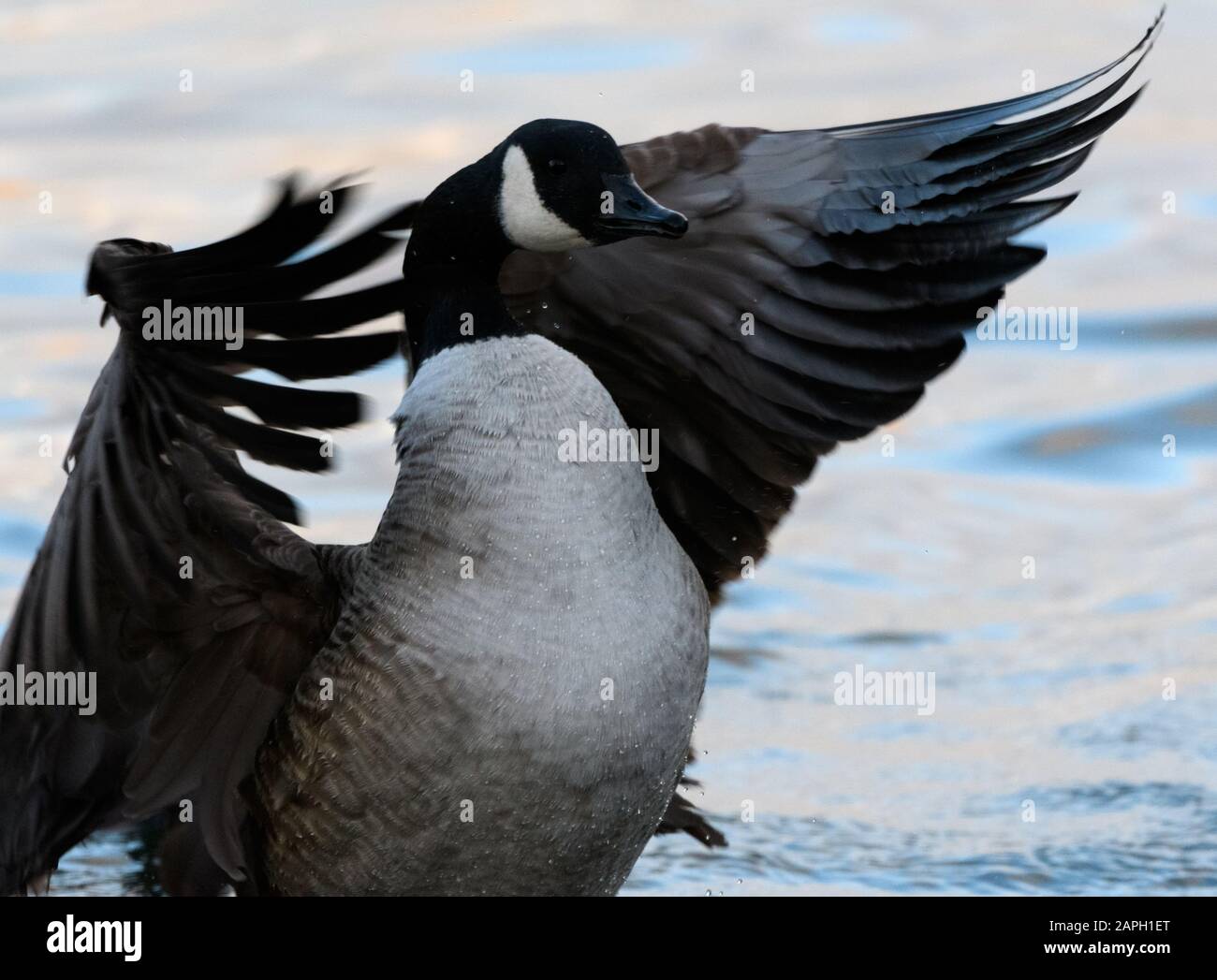 A canada Goose rearing up on the water of Black Swan lake at Dinton ...