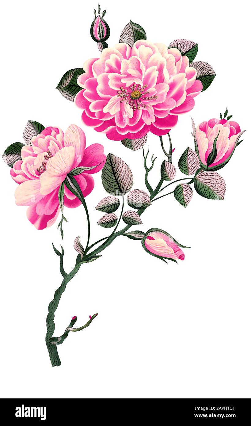 A beautiful floral branch for digital print. pink flower with green ...
