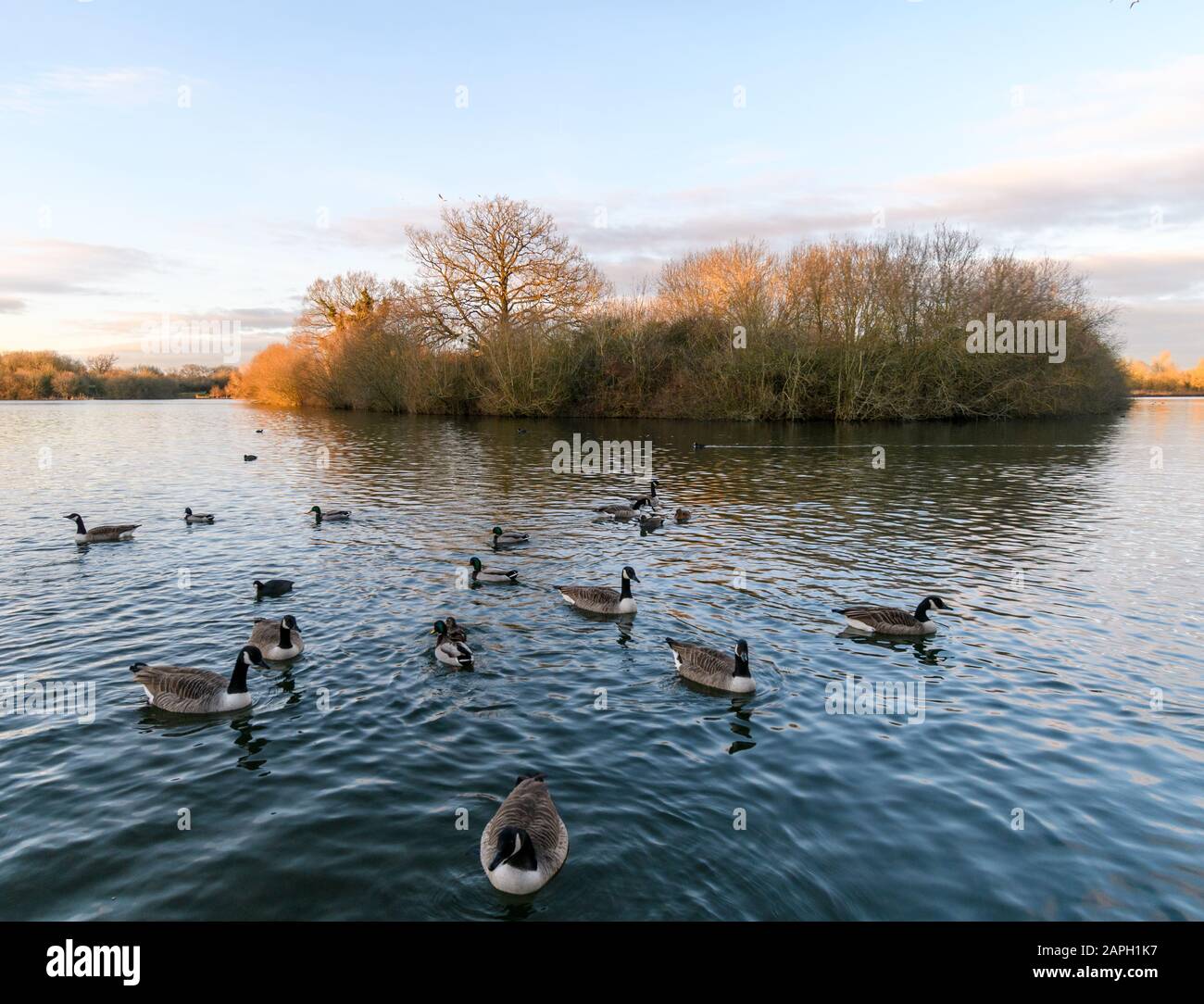 Dinton pastures lake hi-res stock photography and images - Alamy