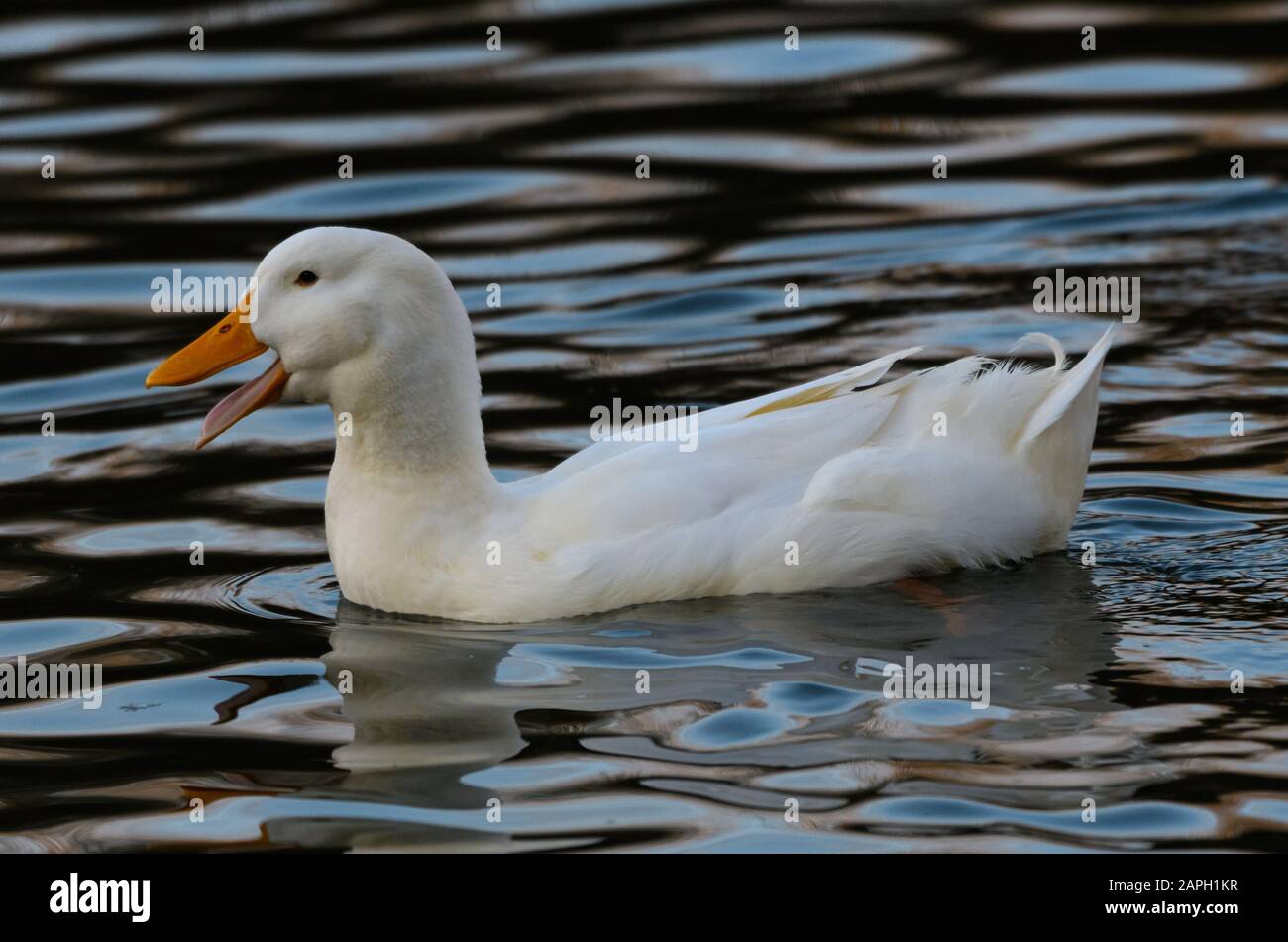 Long Island Duck High Resolution Stock Photography and Images - Alamy