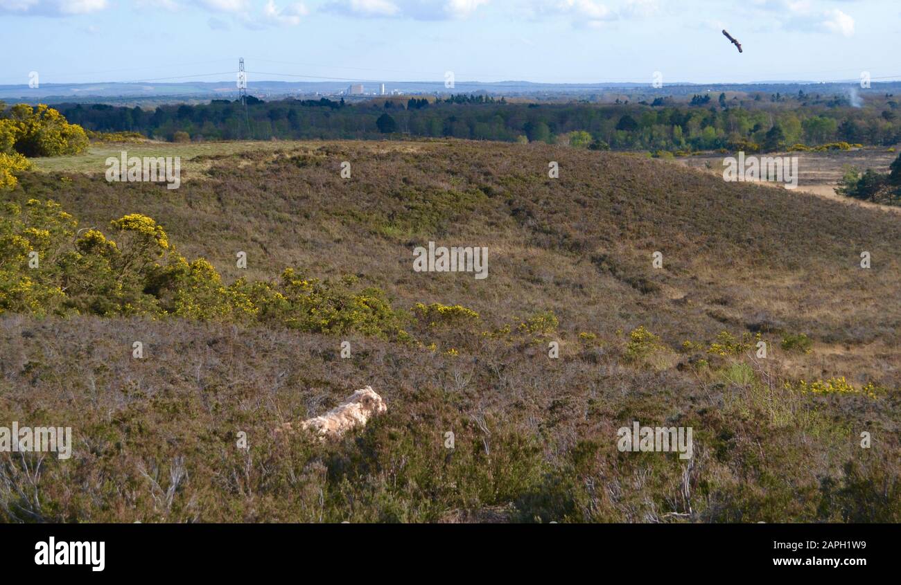 A small hairy sandy coloured (apricot / blonde) dog chasing a stick (in ...
