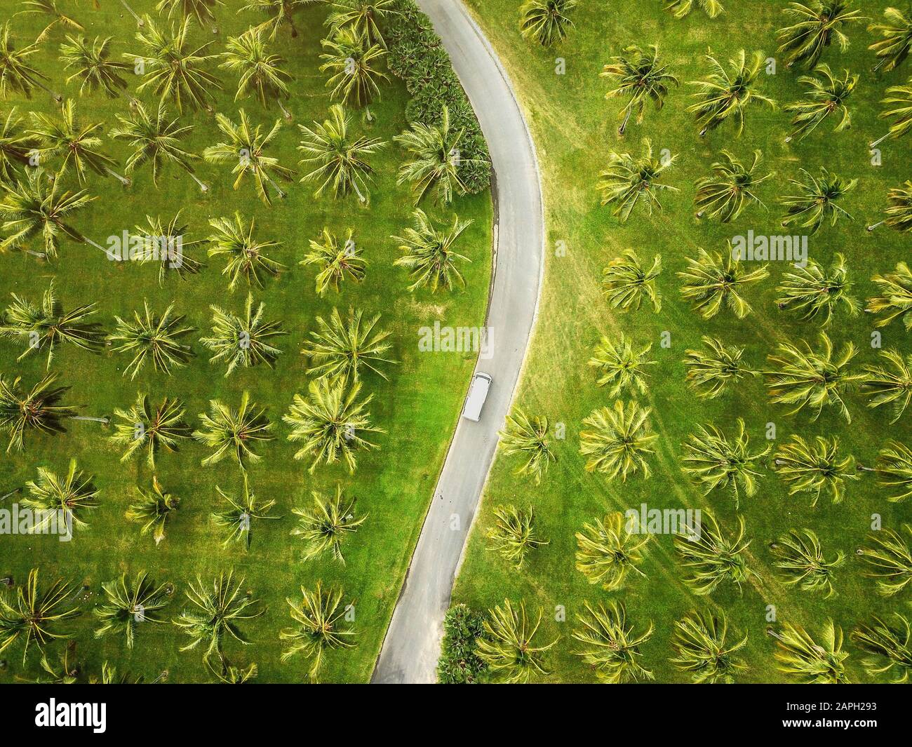 Bush coconut australia hi-res stock photography and images - Alamy