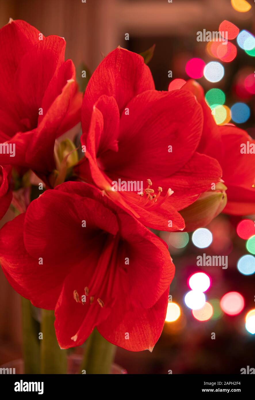 Hippeastrum ‘Royal Red’ (Amaryllis) in front of a Christmas tree ...