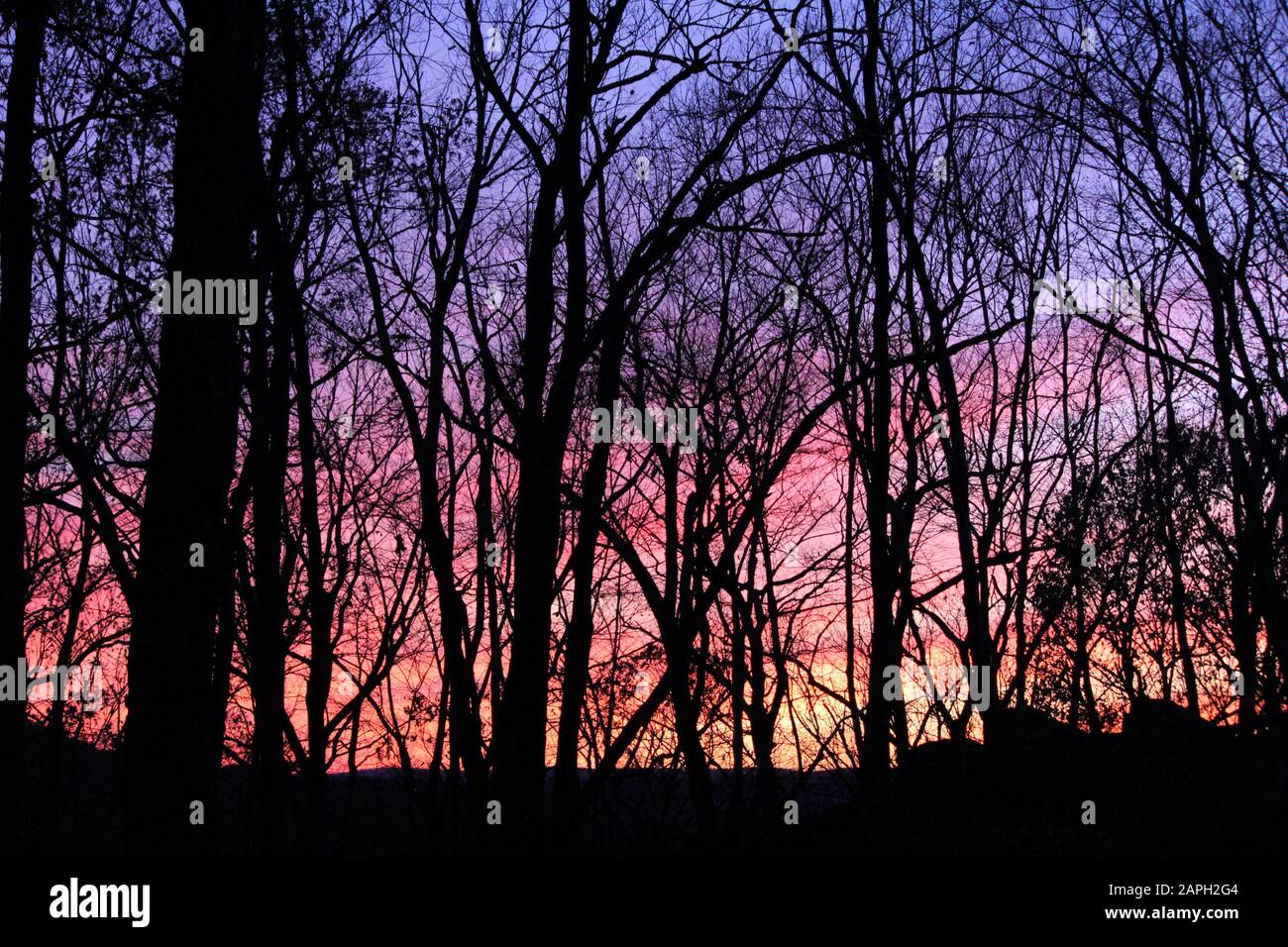 Colorful sunset through trees Stock Photo - Alamy