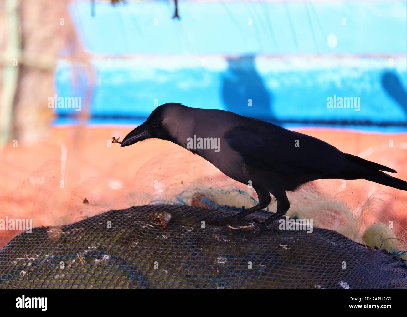 Crow landing on field hi-res stock photography and images - Alamy