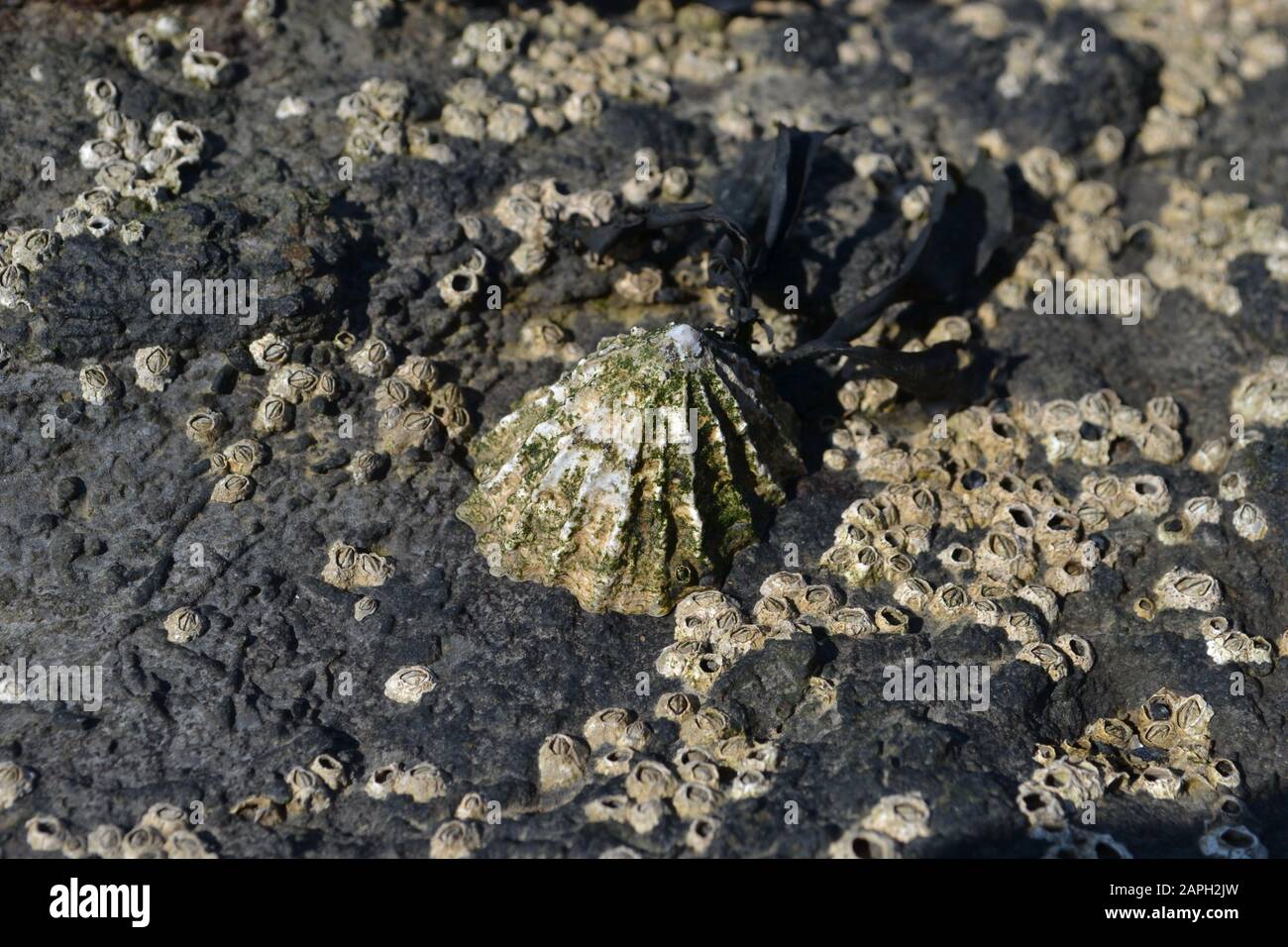 Limpet Barnacle Shell Shellfish Shore High Resolution Stock Photography ...