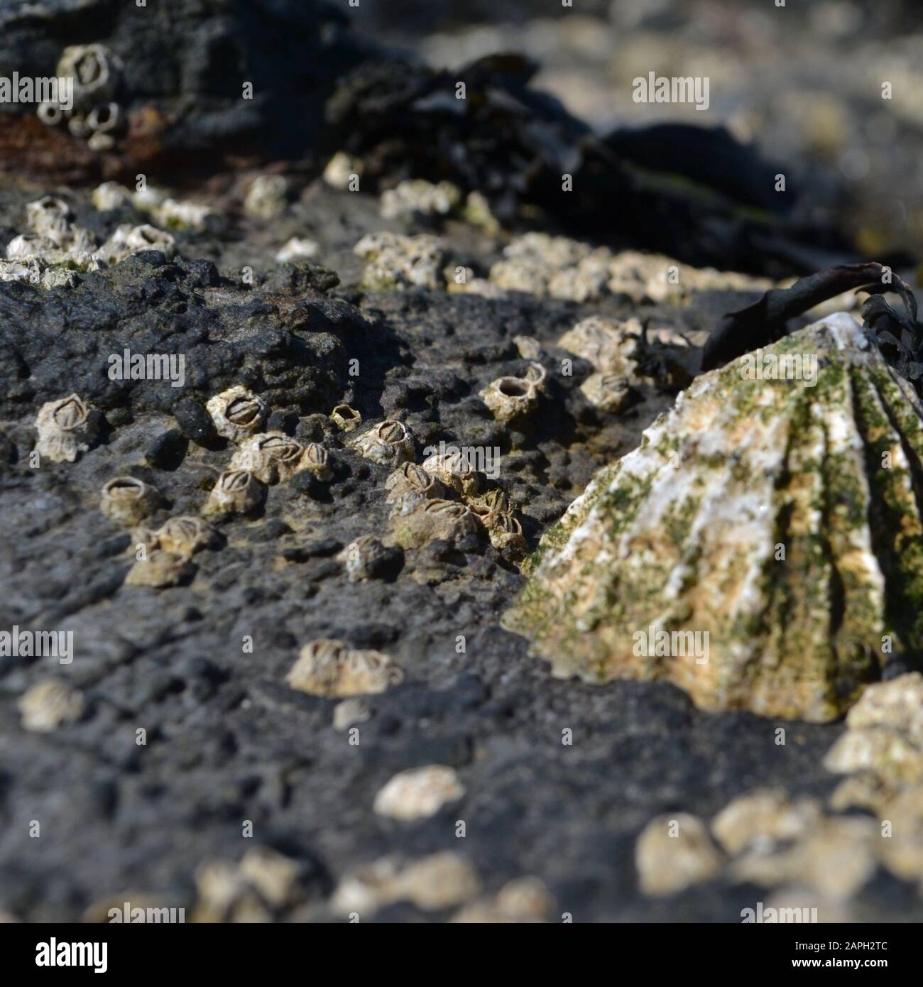Barnacles barnacles shells hi-res stock photography and images - Alamy