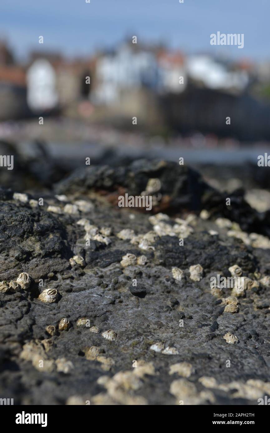 Barnacles at the seashore hi-res stock photography and images - Alamy