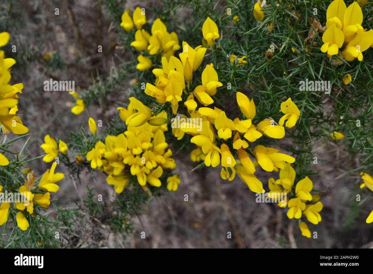 Gorse thorns hi-res stock photography and images - Alamy