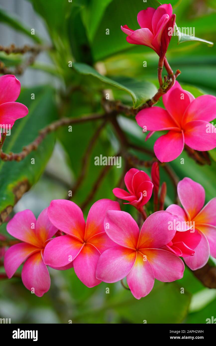 Fragrant blossoms of white and pink frangipani flowers, also called ...
