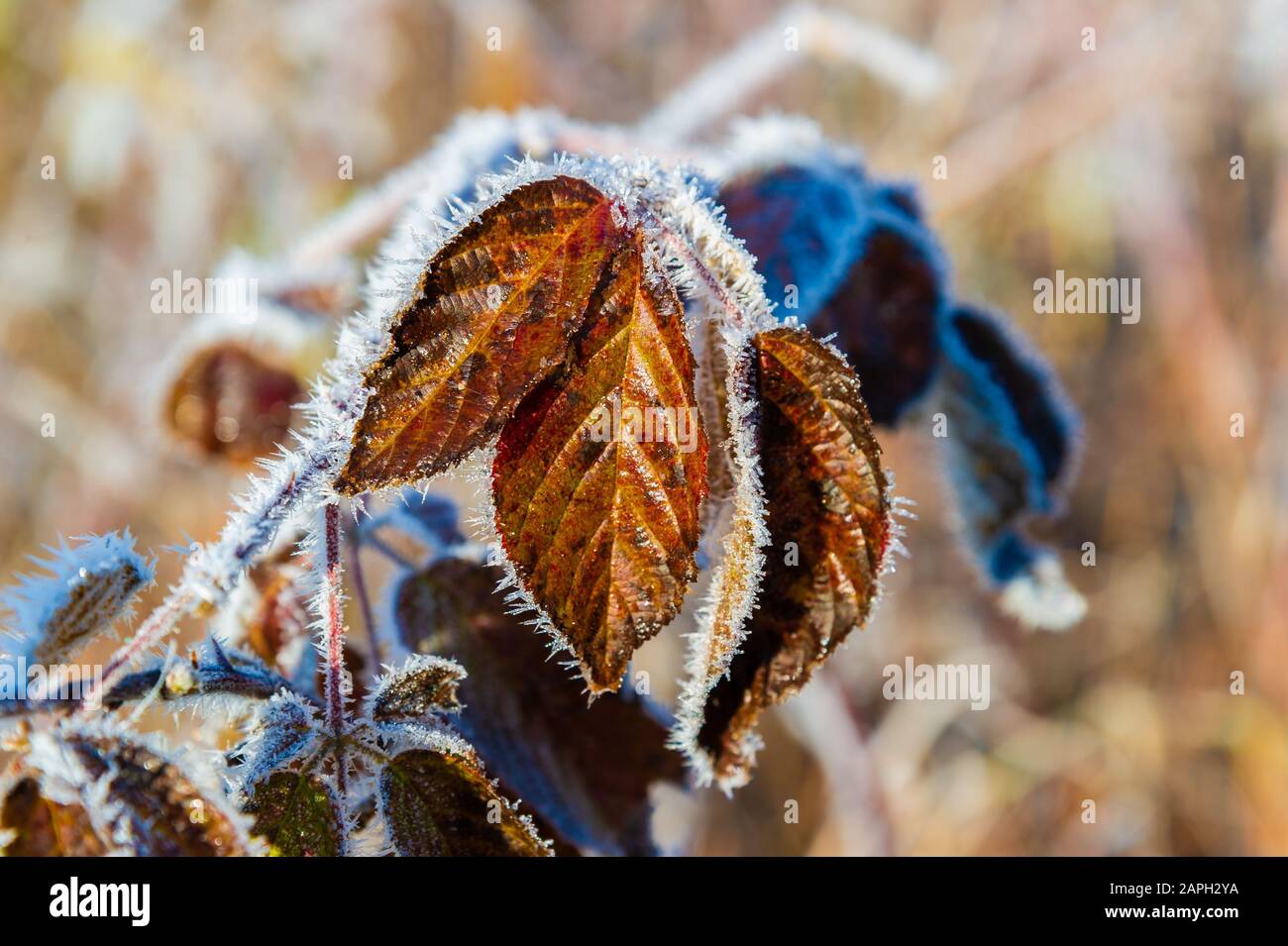 Frost covered autumn leaves in Stowe Vermont USA Stock Photo - Alamy