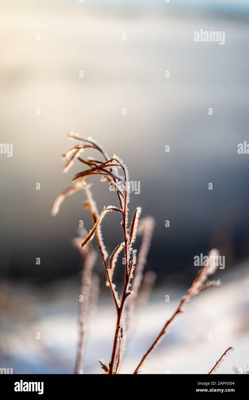 Vegetation covered with the snow Stock Photo - Alamy