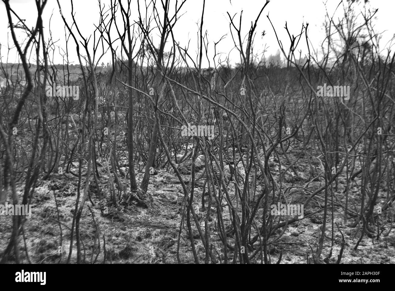 The bra tree hi-res stock photography and images - Alamy