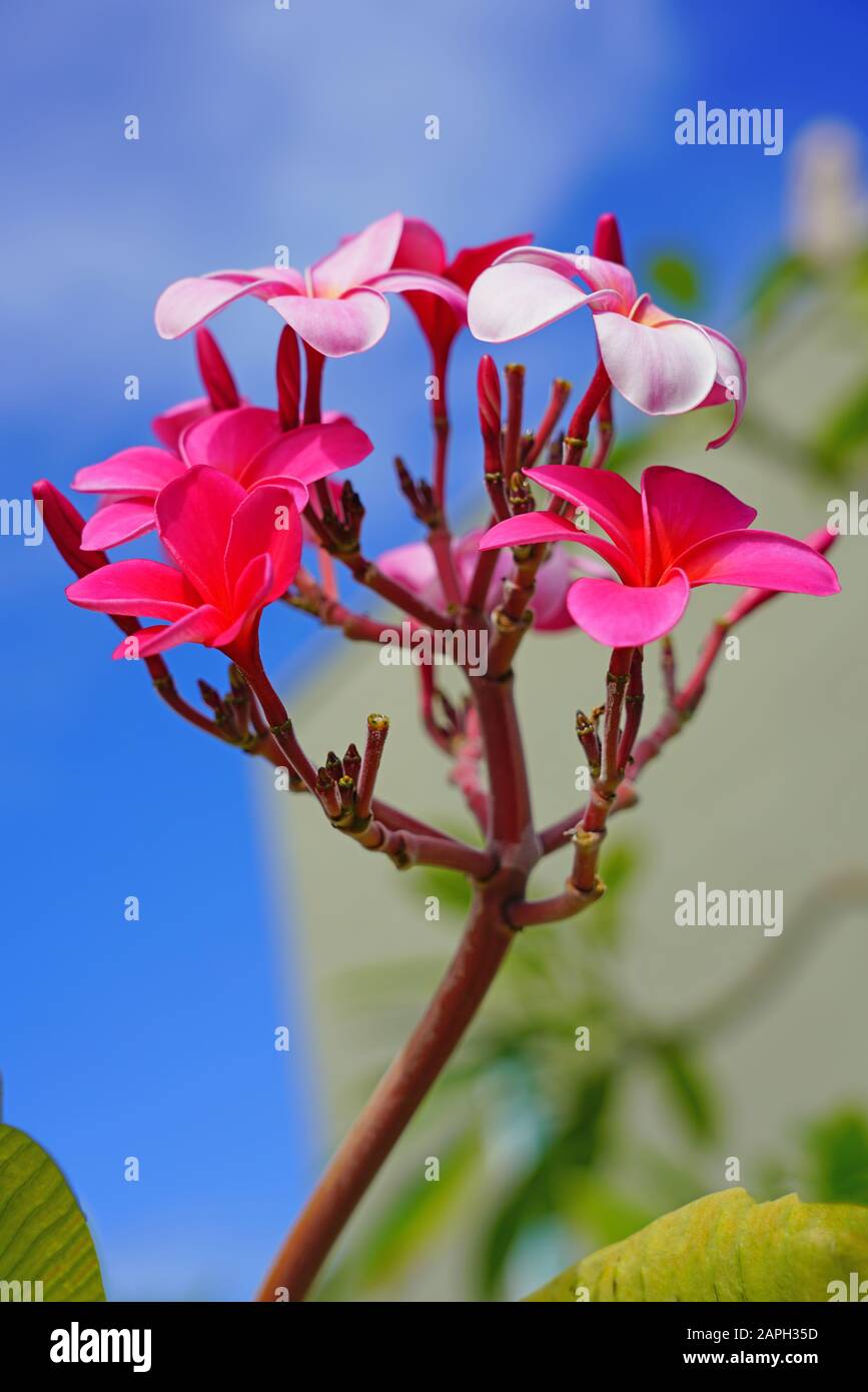 Fragrant blossoms of white and pink frangipani flowers, also called ...