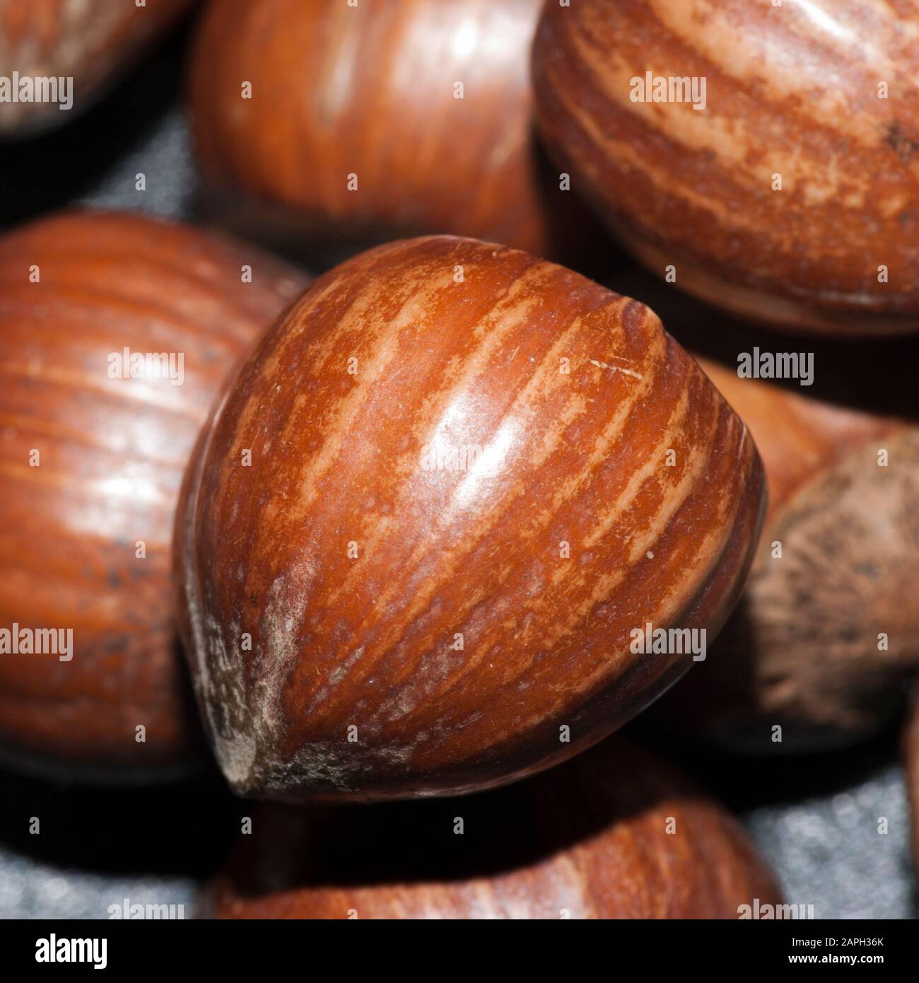 Pile hazelnuts hi-res stock photography and images - Alamy