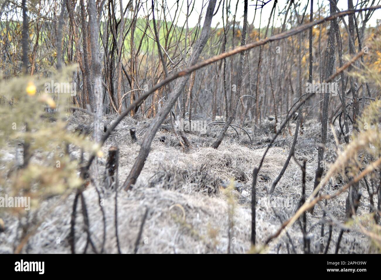 The scene after a fire in heathland or low woodland: bushes, small ...