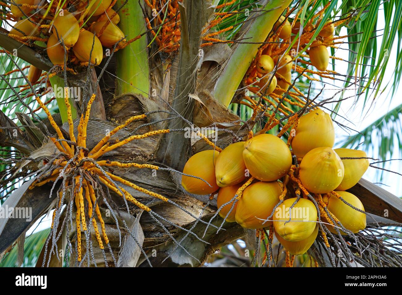 Green young coconuts growing on a palm tree Stock Photo - Alamy