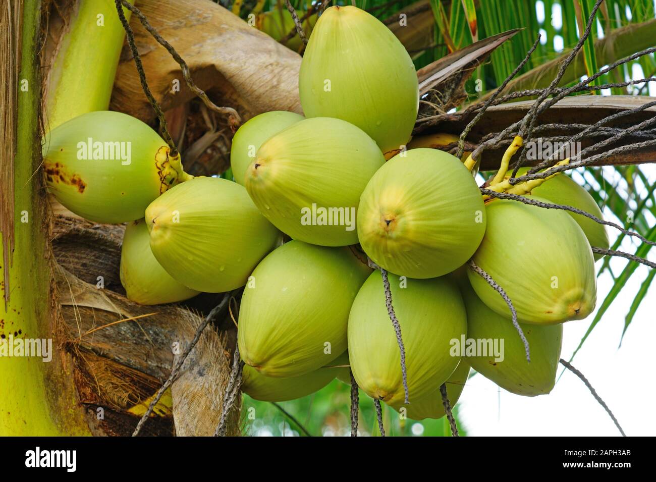 Green young coconuts growing on a palm tree Stock Photo - Alamy