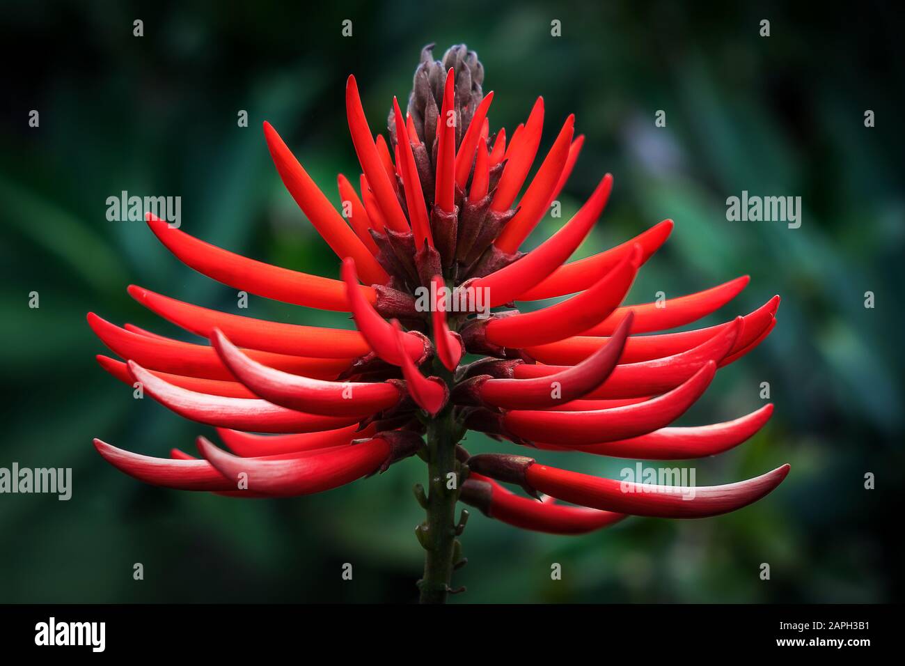 Peperoni plant hi-res stock photography and images - Alamy