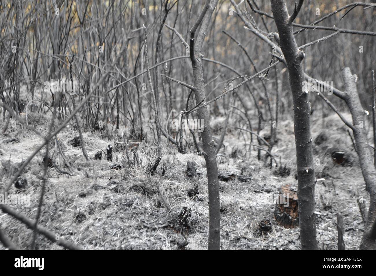 Small burned bushes hi-res stock photography and images - Alamy