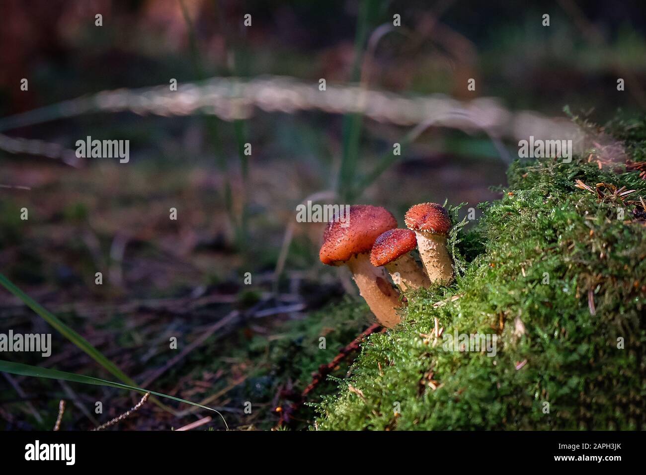 Mushroom pictures hi-res stock photography and images - Alamy