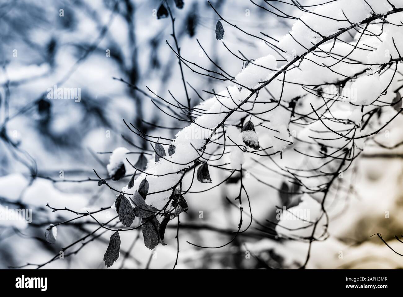 Vegetation covered with the snow Stock Photo - Alamy