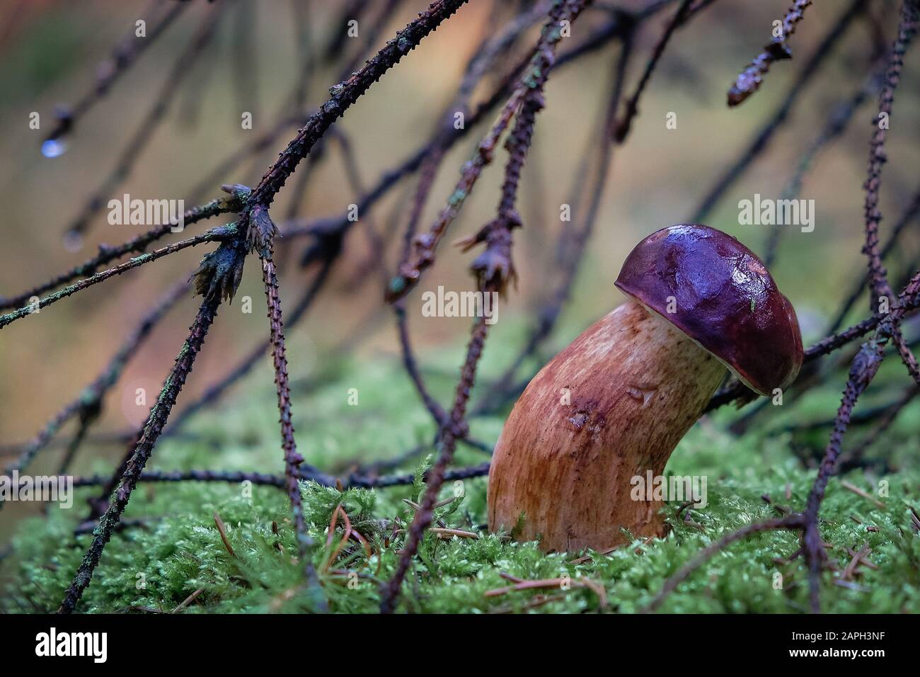 Mushroom pictures hi-res stock photography and images - Alamy