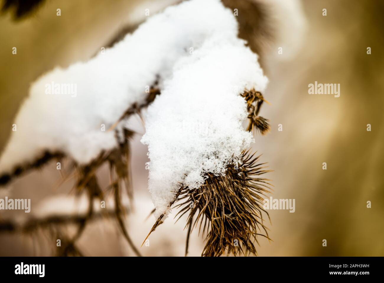 Vegetation covered with the snow Stock Photo - Alamy