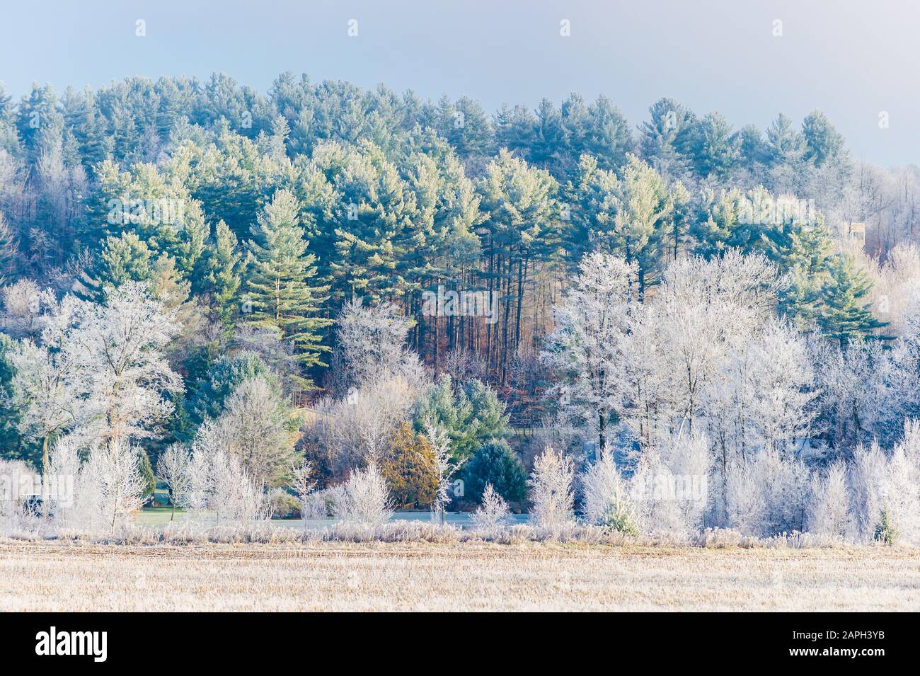Weather beaten trees hi-res stock photography and images - Alamy