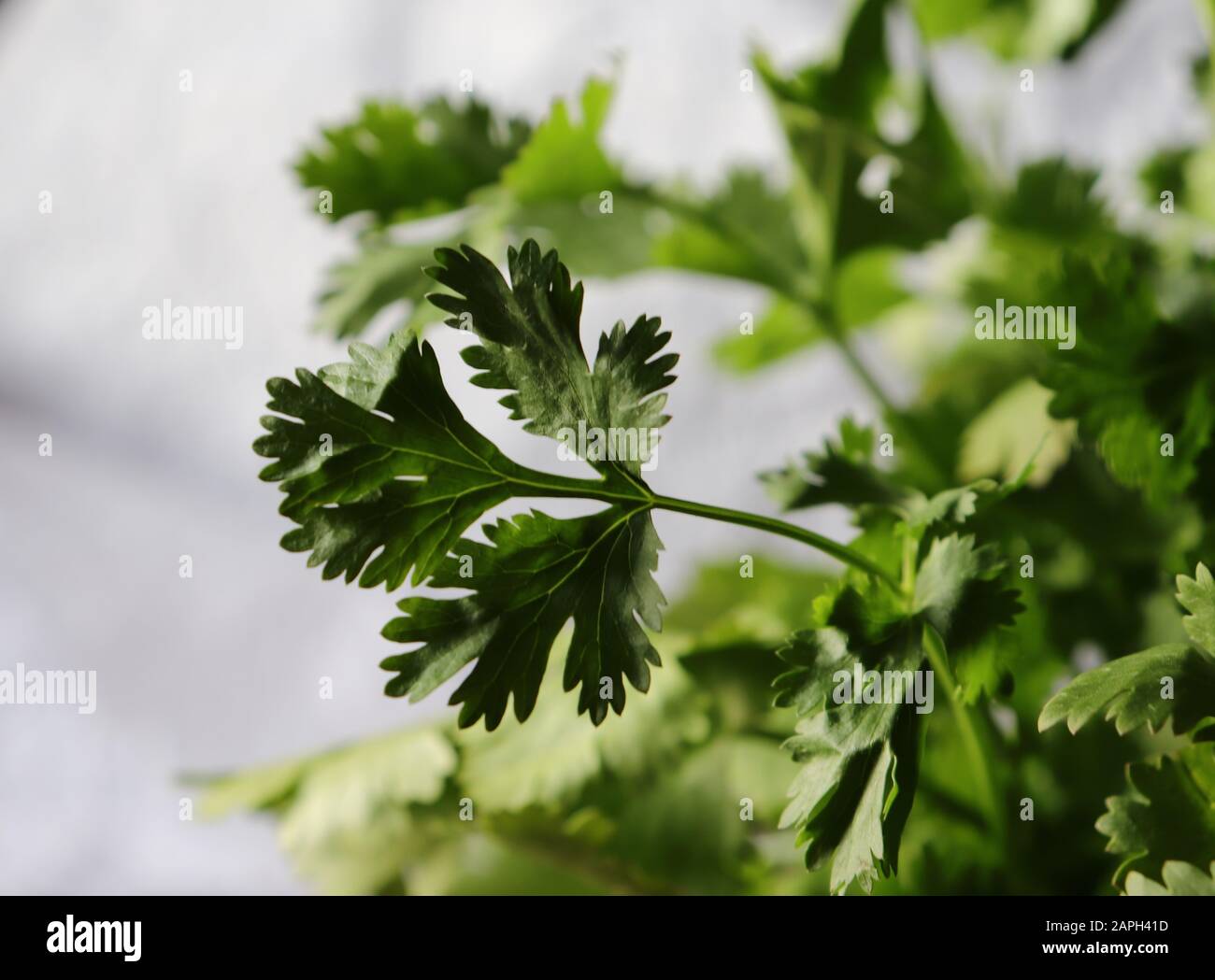 Close-up cilantro/coriander leaf Stock Photo - Alamy
