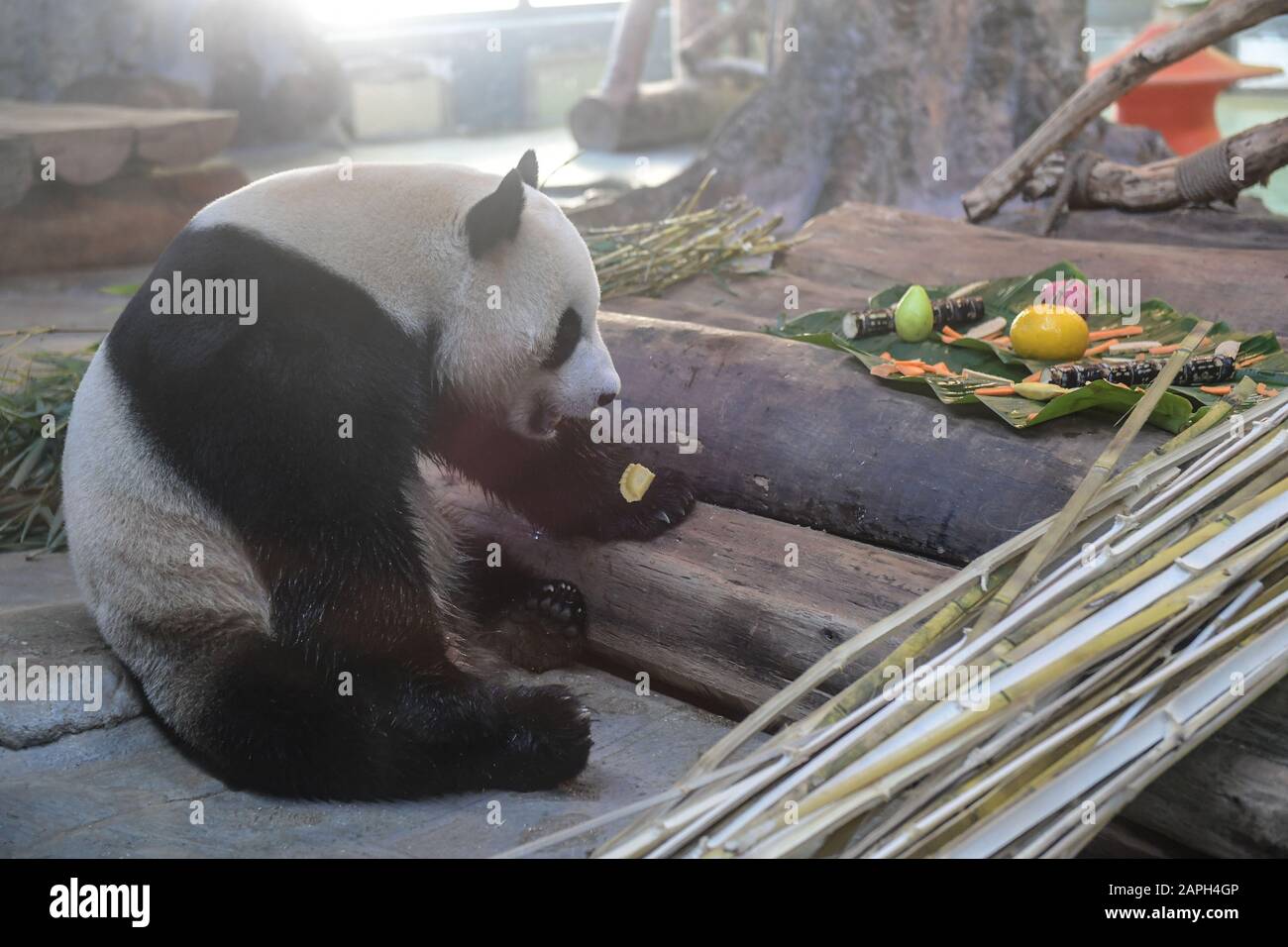 Panda dumplings hi-res stock photography and images - Alamy