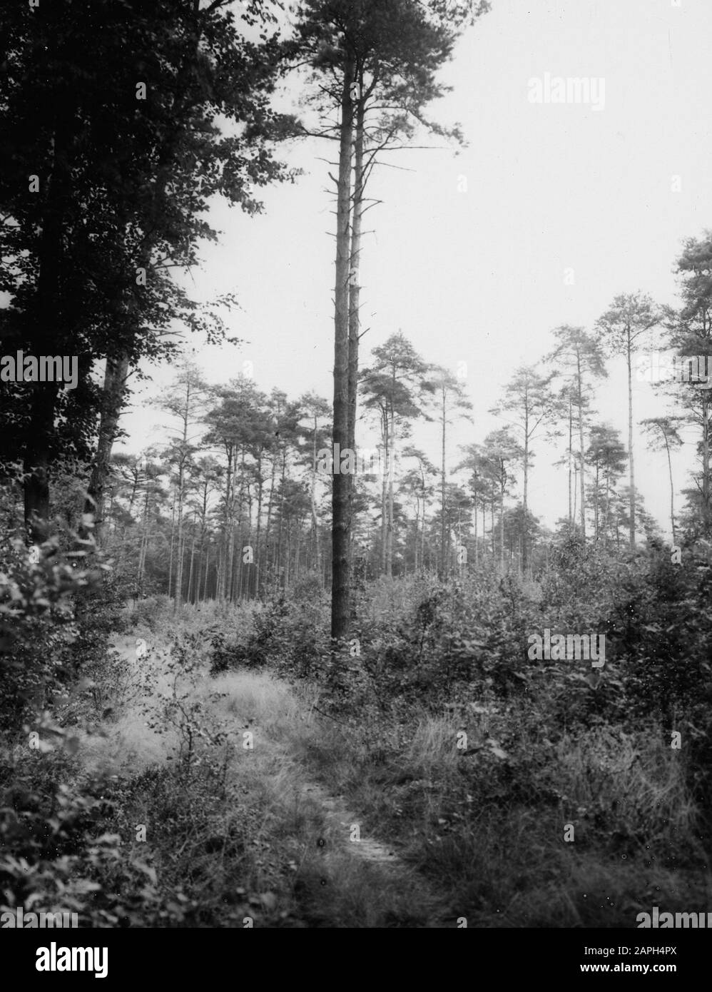 forestry, forest treatment, thinning, rejuvenation, pine forest Date ...