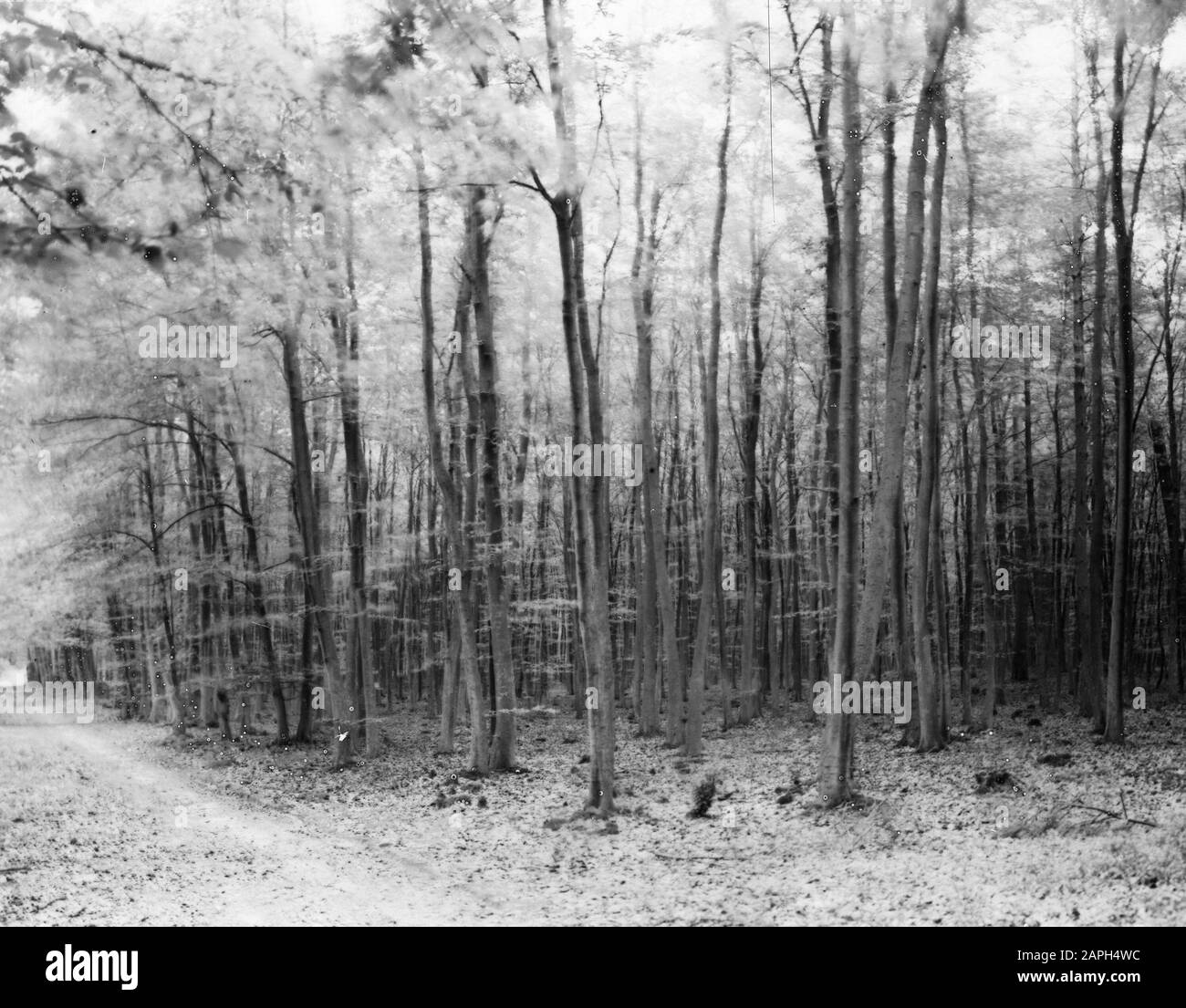 forestry, forest treatment, thinning, rejuvenation, pine forest, beech ...