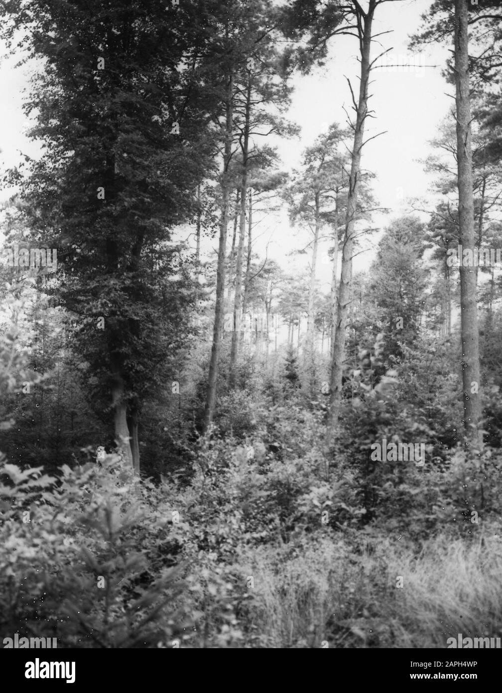 forestry, forest treatment, thinning, rejuvenation Date: undated ...