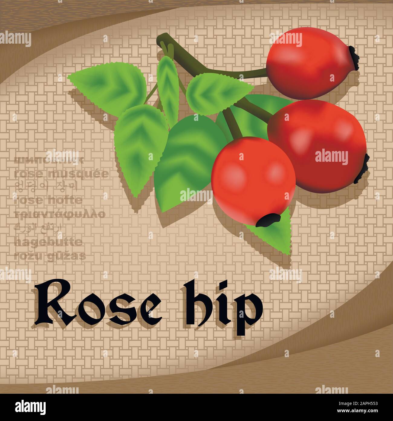 Rosehip image Stock Vector Images - Alamy