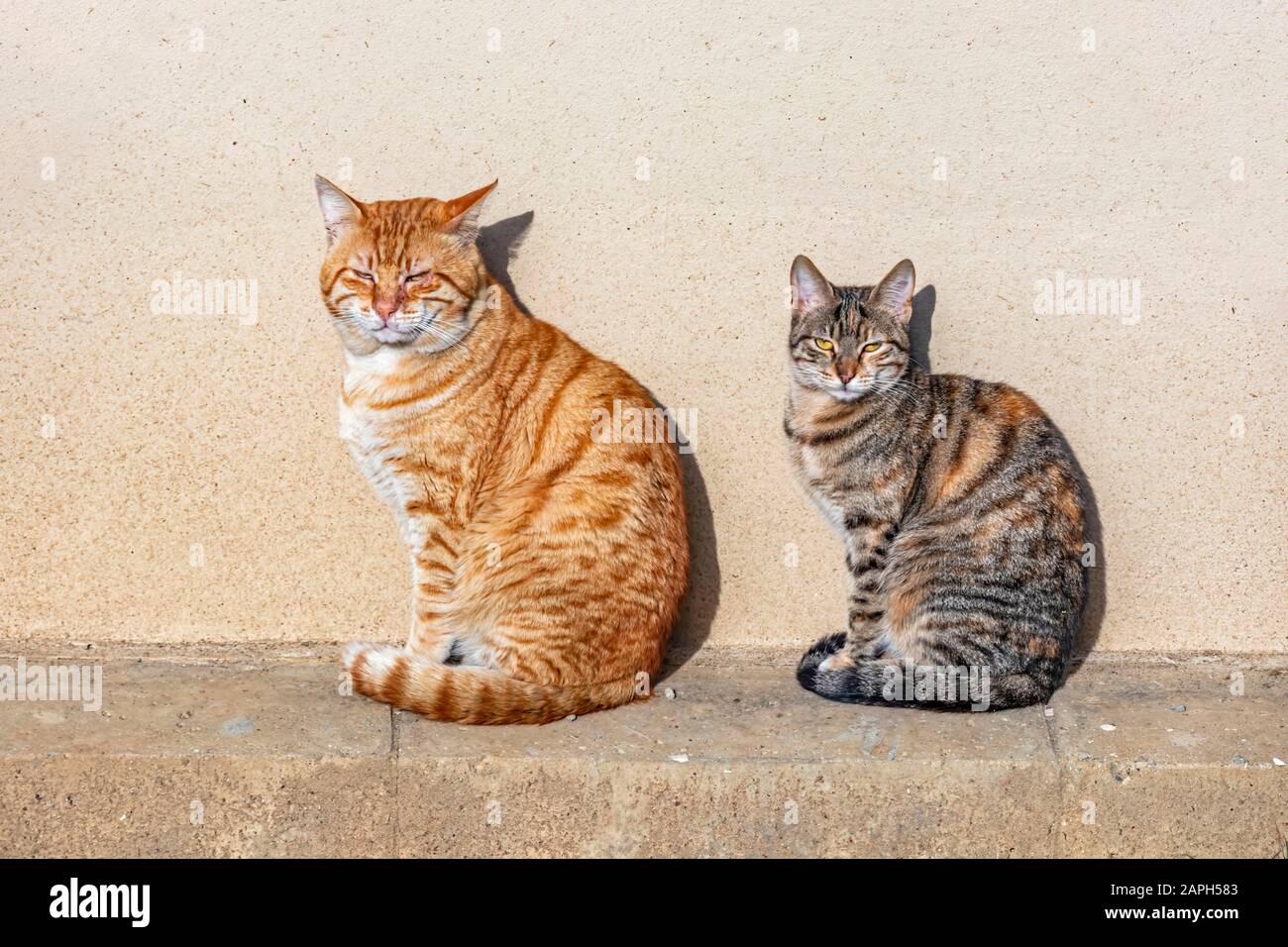 close up cute friend cats in nature Stock Photo - Alamy