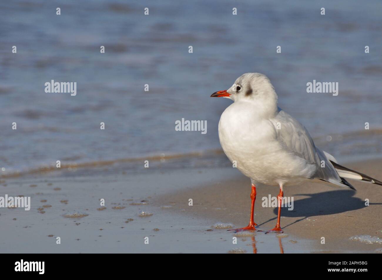 A seagull walking on the sand beach Stock Photo - Alamy
