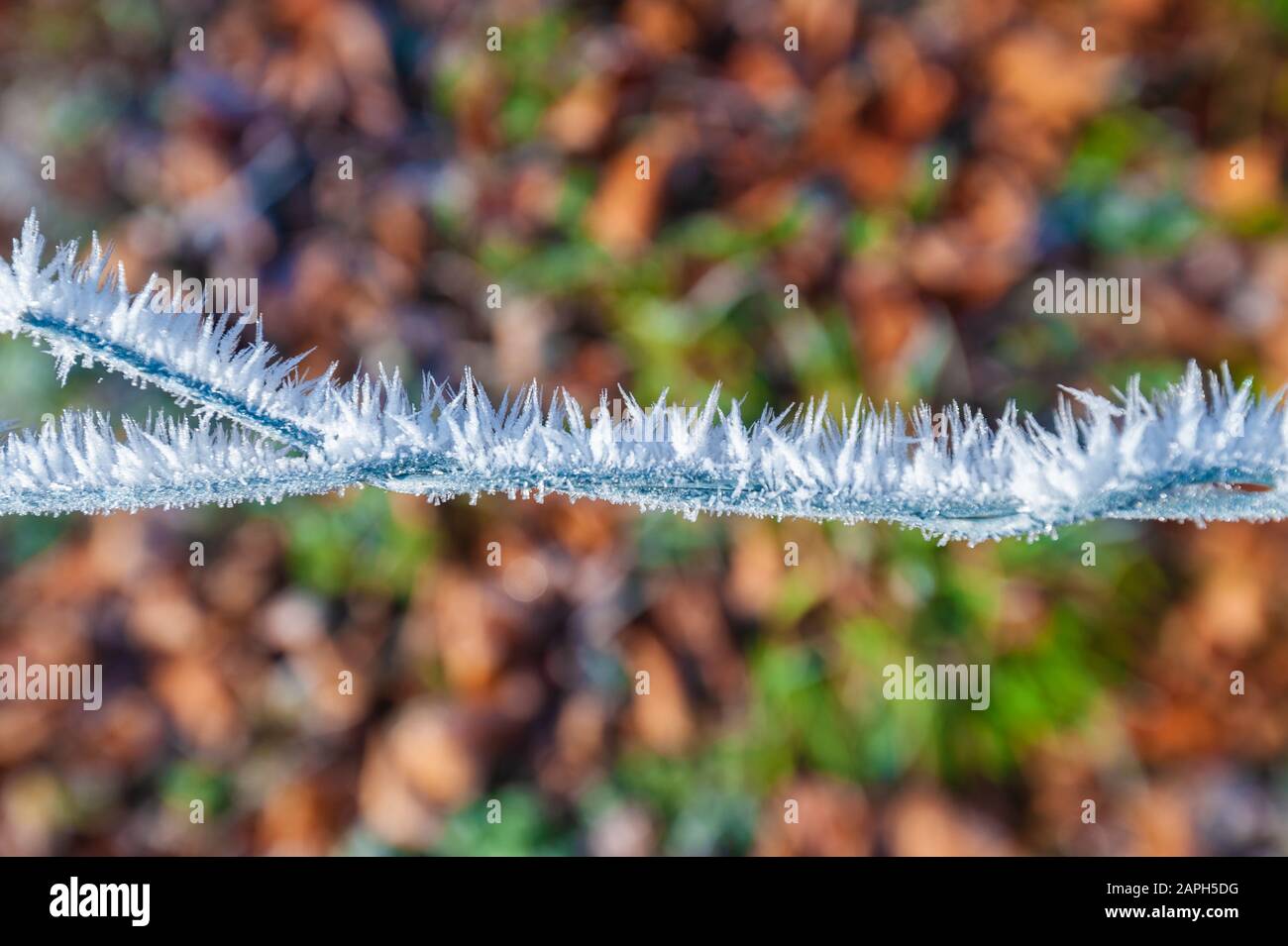 Frost covered wire fence in Stowe Vermont USA Stock Photo - Alamy