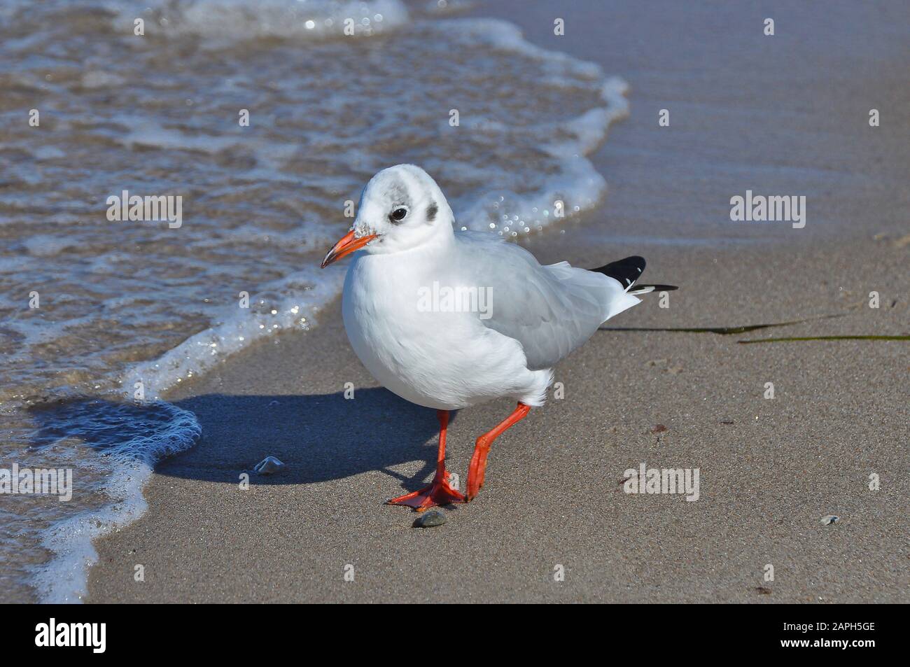 A seagull walking on the sand beach Stock Photo - Alamy