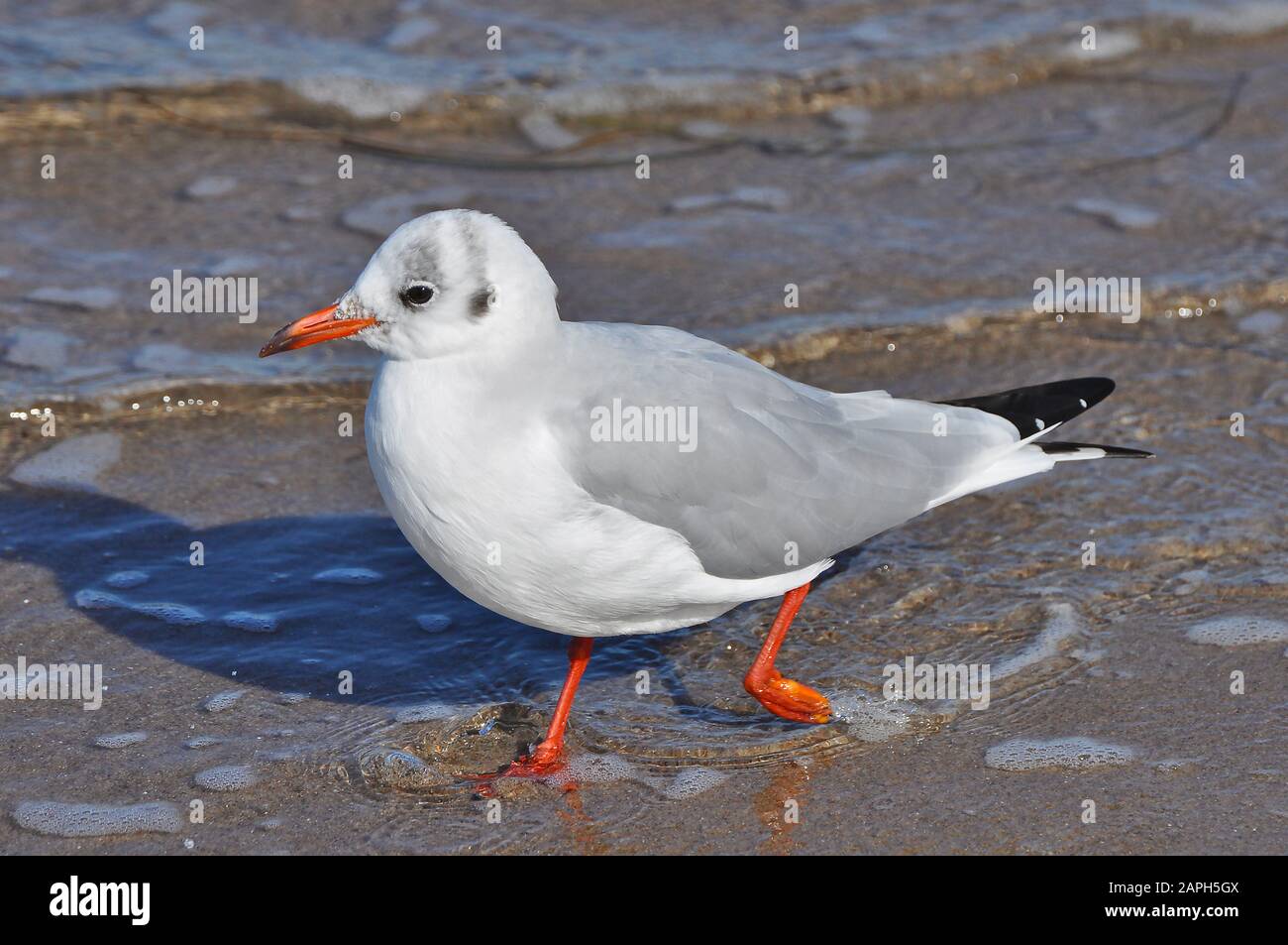 A seagull walking on the sand beach Stock Photo - Alamy
