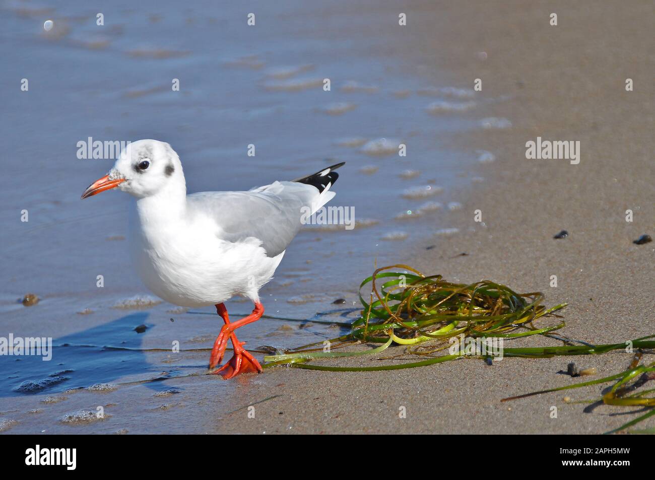 A seagull walking on the sand beach Stock Photo - Alamy