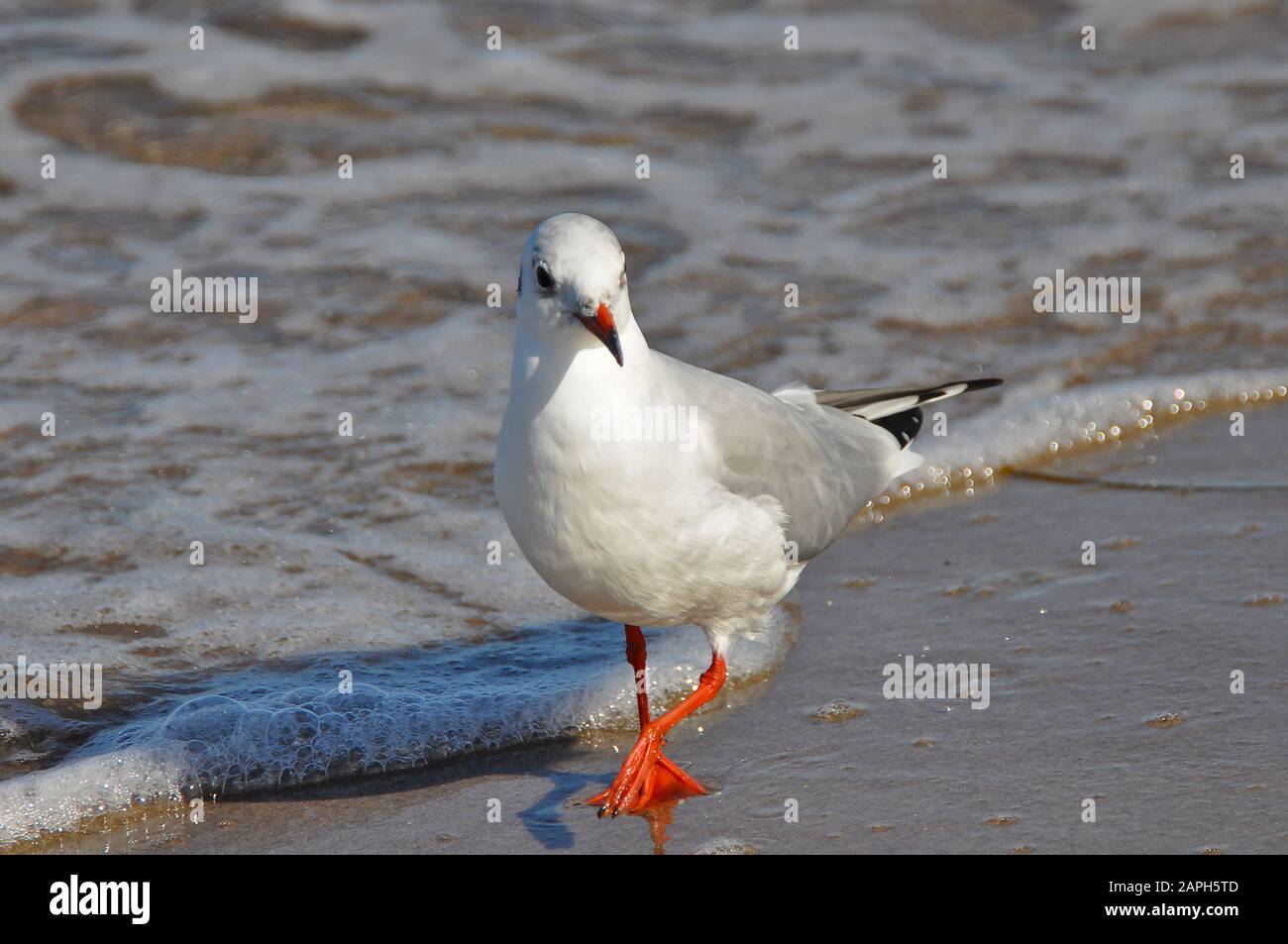 A seagull walking on the sand beach Stock Photo - Alamy