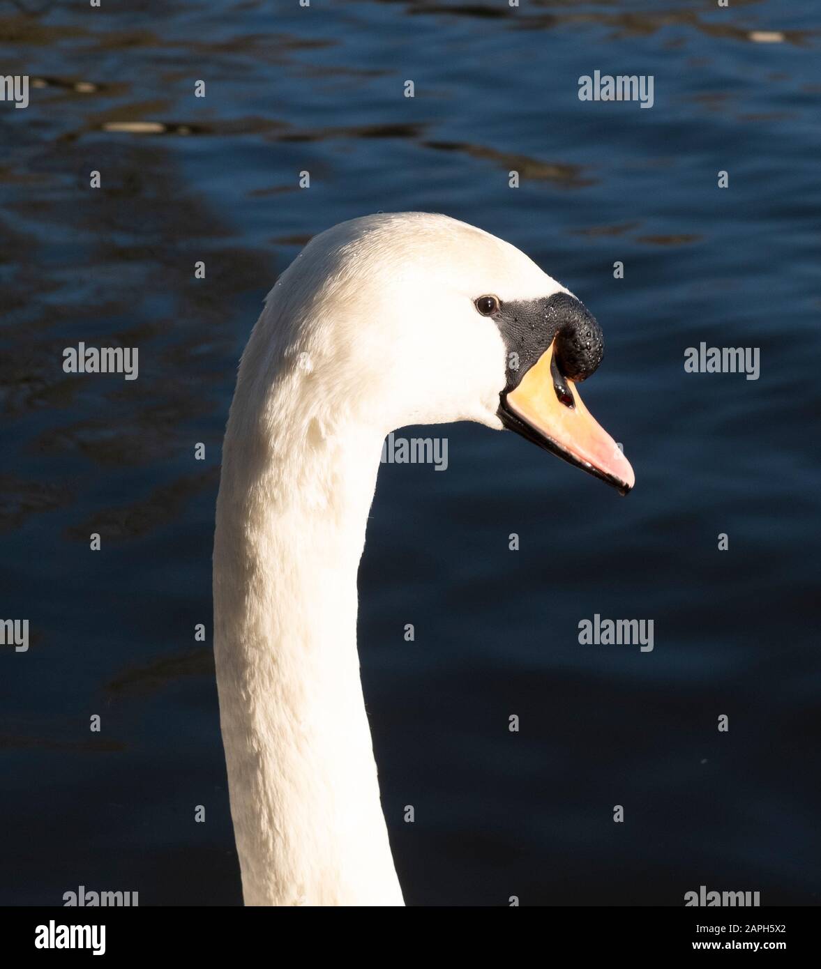 Close up of swan looking into the lens, set against dark blue water ...
