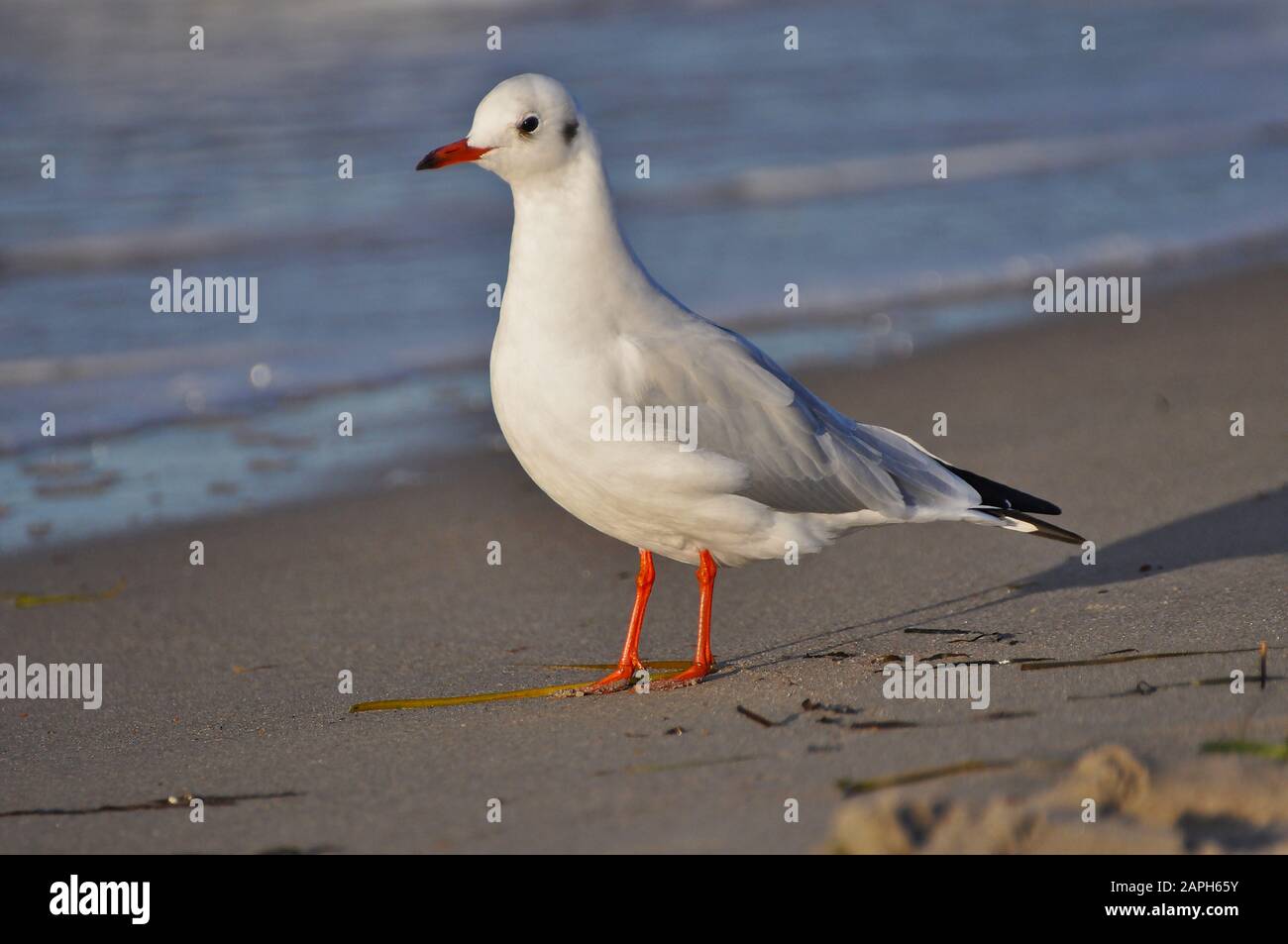 A seagull walking on the sand beach Stock Photo - Alamy